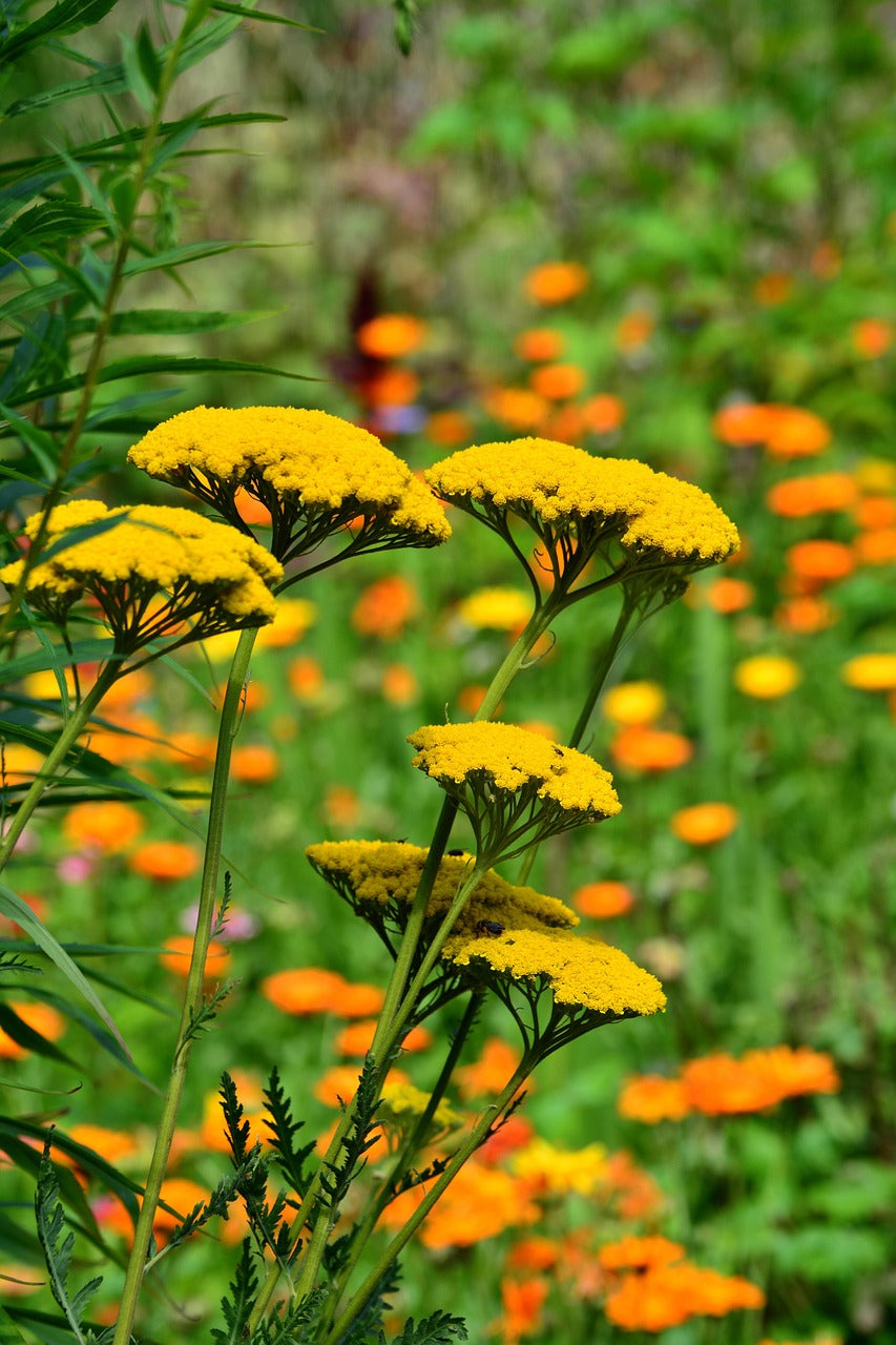 Yarrow Wild (Achillea filipendulina) at Finding Nectar
