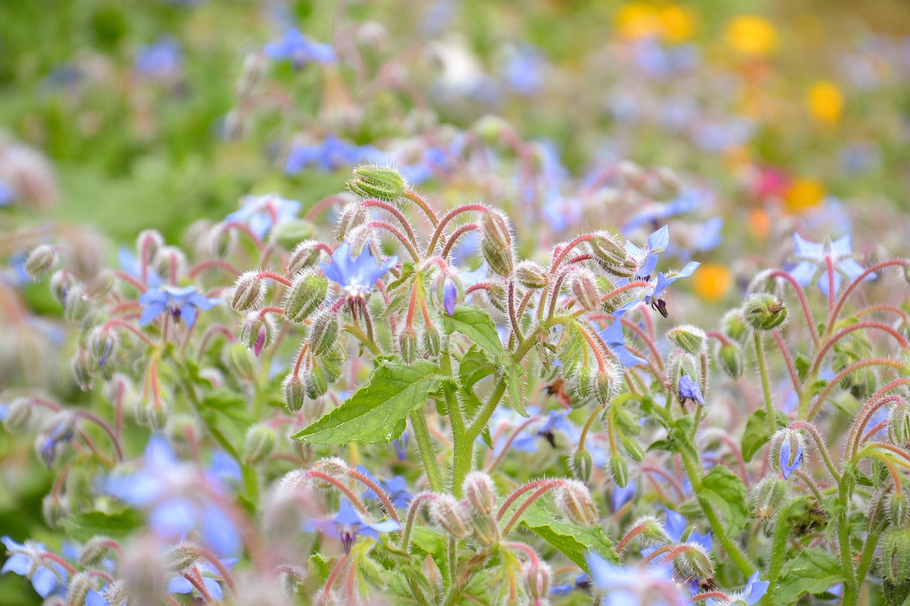 Borage (Borago officinalis) - Finding Nectar