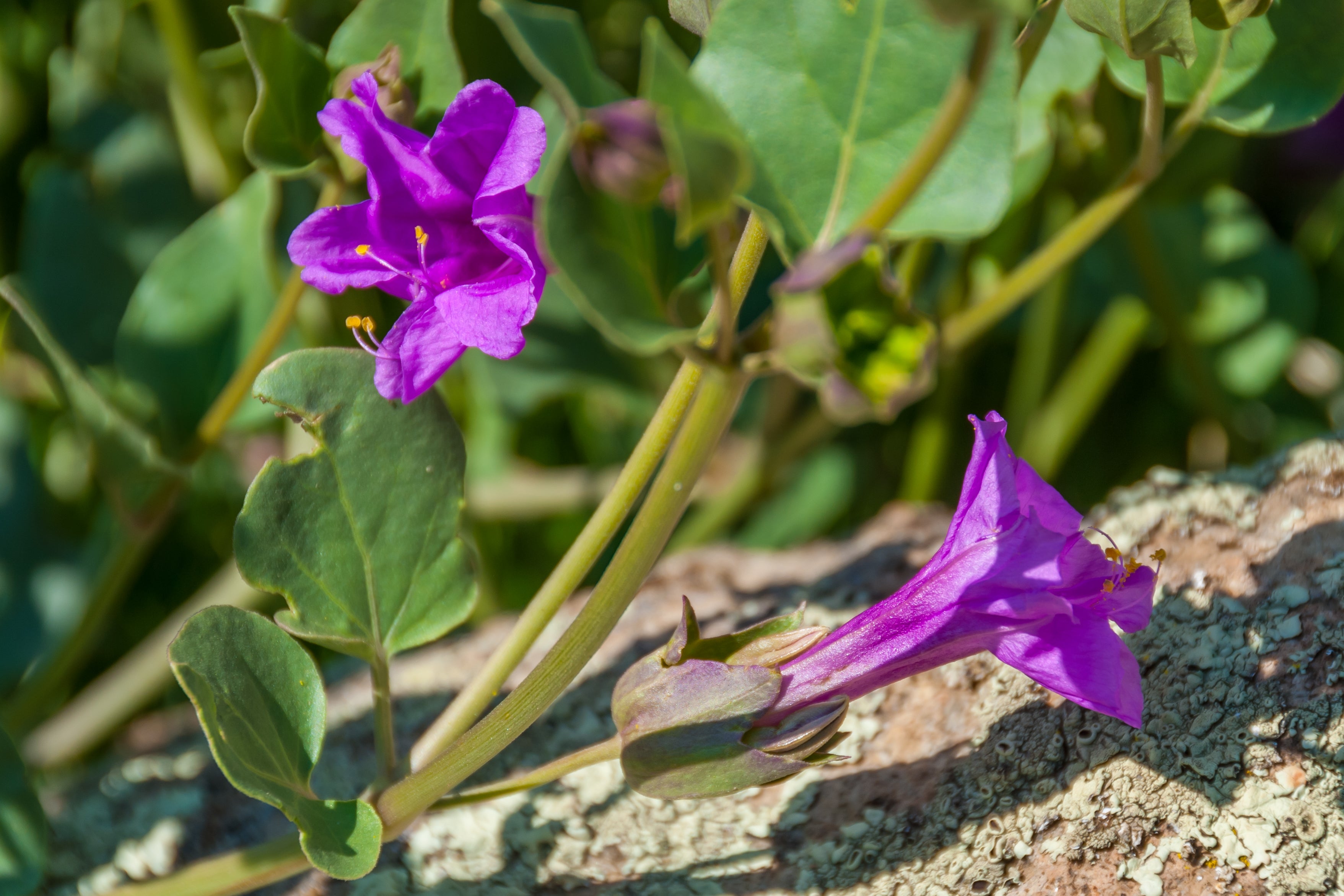 Buy Colorado four o'clock (Mirabilis Multiflora) at Finding Nectar