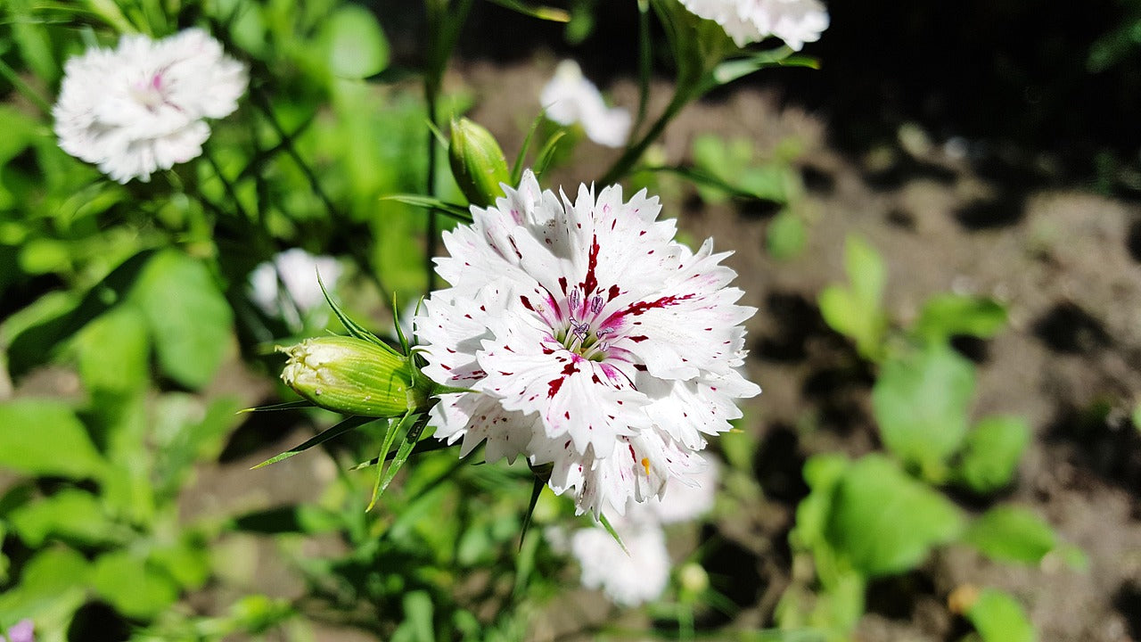 Buy Dianthus Madien Pink White (Dianthus 'Deltoides white')