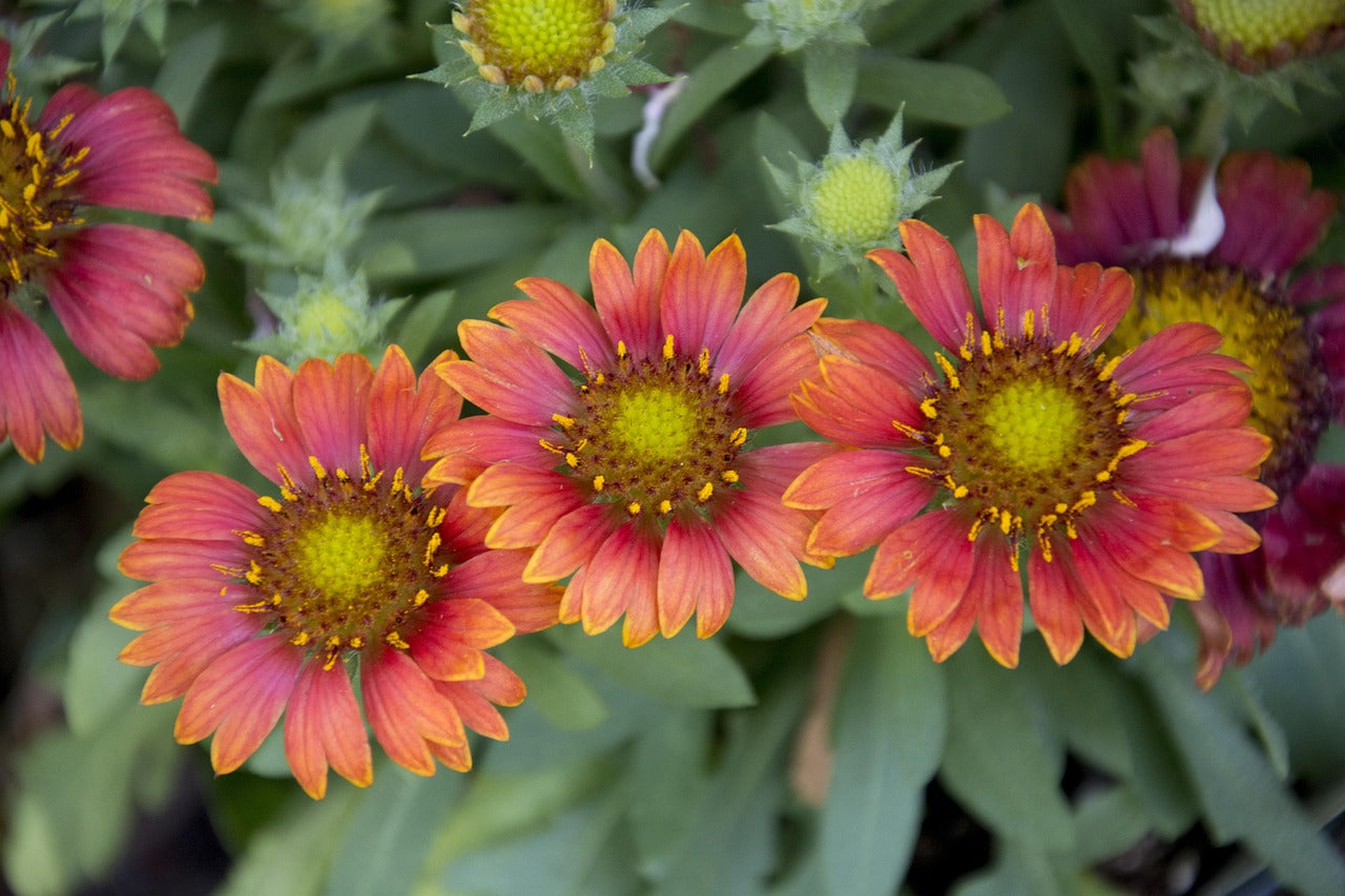 Blanket Flower 'Grandiflora Mesa Red' (Grandiflora mesa red)