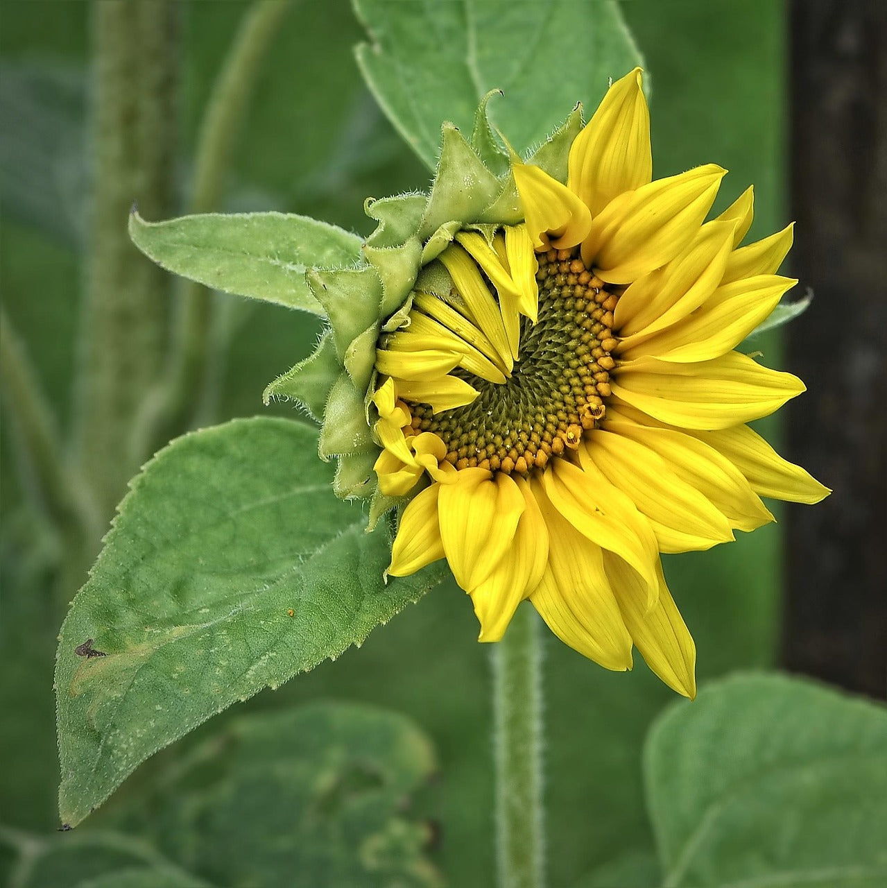 Sunflower - Wild (Helianthus annuus) at Finding Nectar