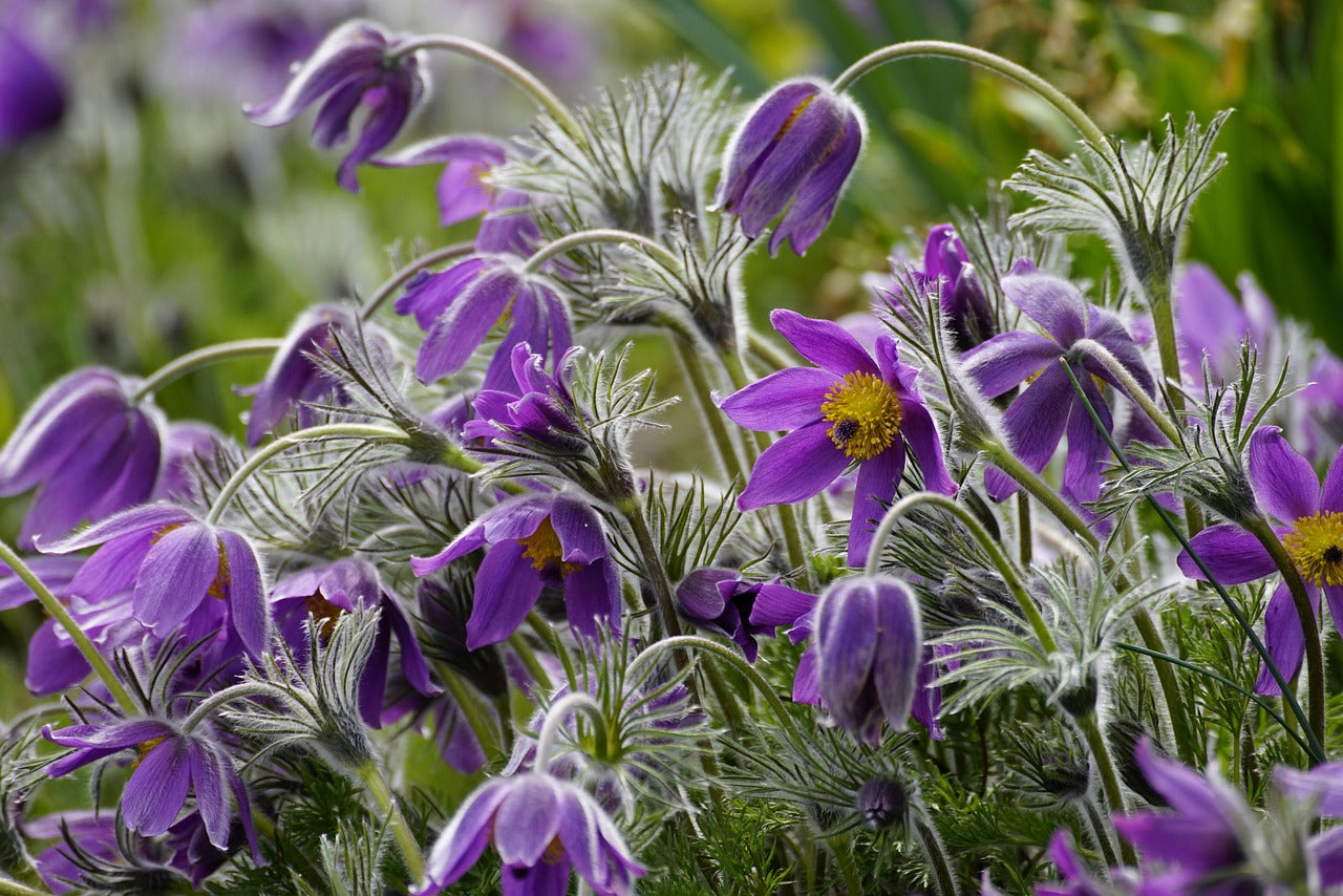 Pasque Flower (Pulsatilla patens) - Finding Nectar