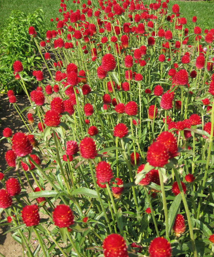 Gomphrena 'Strawberry Fields' (Globe Amaranth) - Finding Nectar