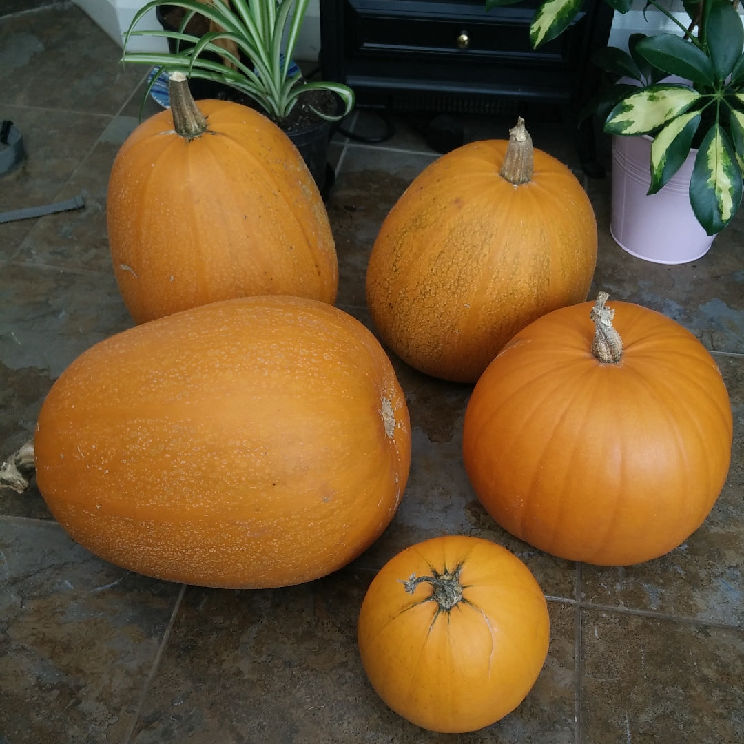 Pumpkin jack o'lantern (Cucurbita people) - Finding Nectar
