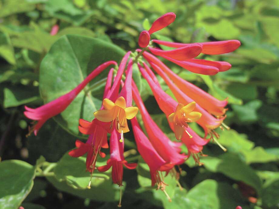 Honeysuckle, Coral - Lonicera Heckrottii - Finding Nectar