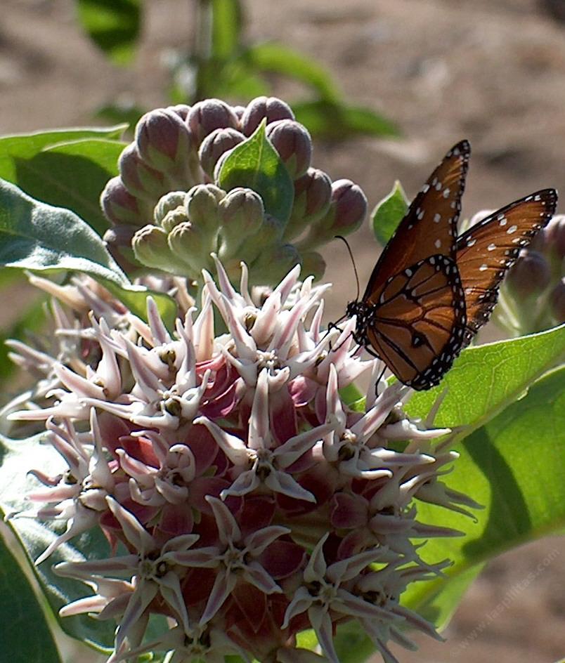 Milkweed, showy - Asclepias speciosa - Finding Nectar