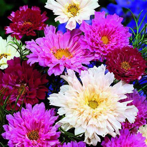 Cosmos 'Double Click Mix' (Cosmos bipinnatus) - Finding Nectar