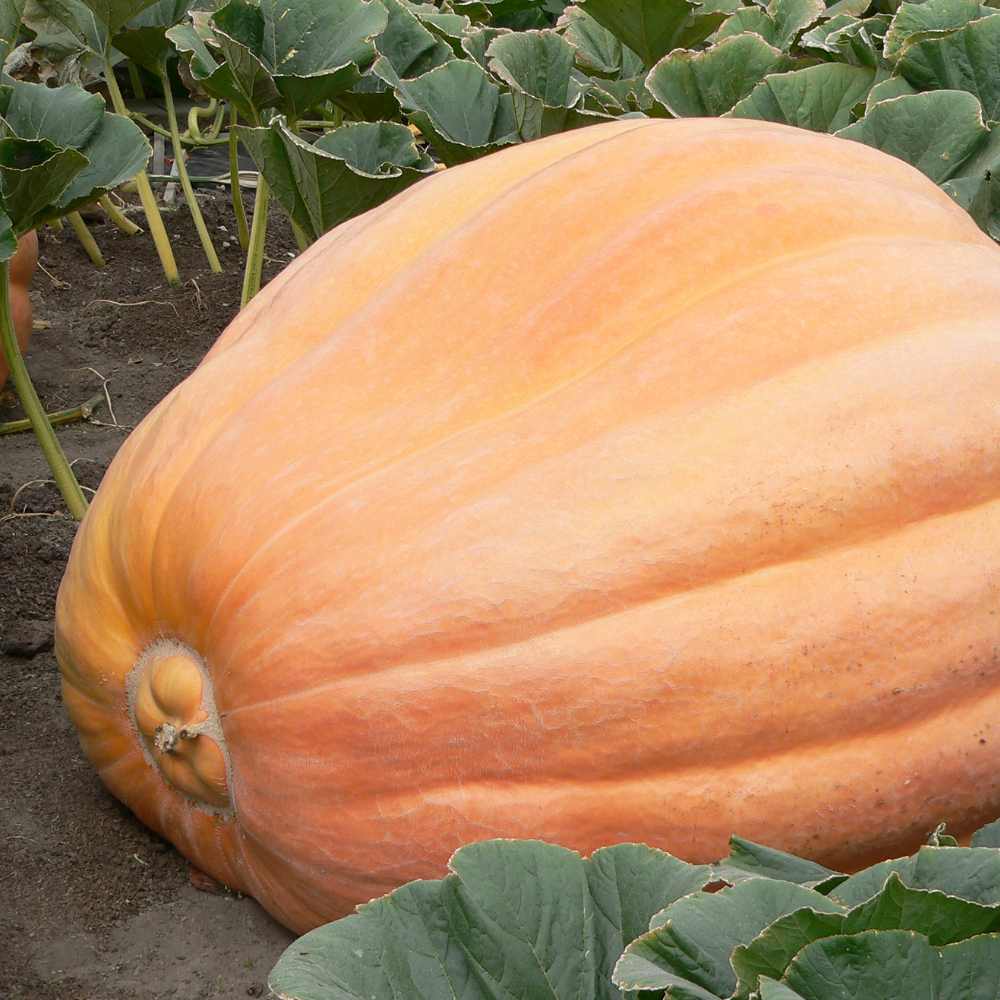 Pumpkin Atlantic giant (Cucurbita maxima) at Finding Nectar