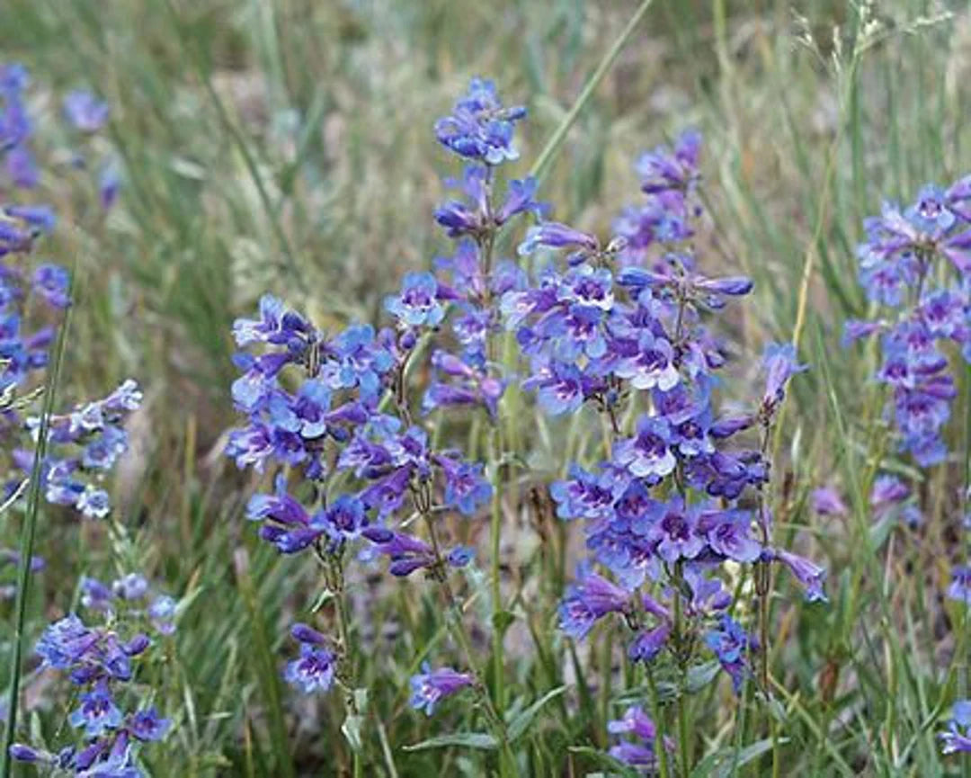 Penstemon, Blue Mist (Penstemon virens) - Finding Nectar