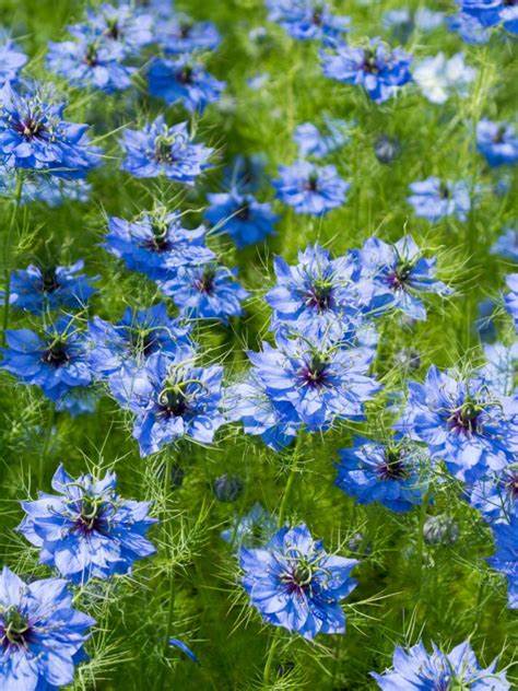 Love-in-a-Mist (Nigella damascena) - Finding Nectar