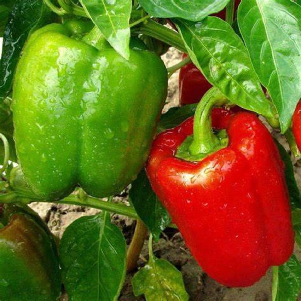 Pepper 'Ghost' (Capsicum annuum) - Finding Nectar