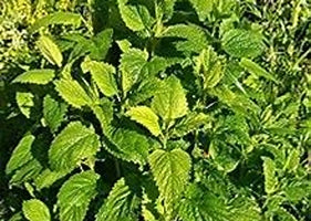 Lemon Balm (Melissa officinalis) - Finding Nectar
