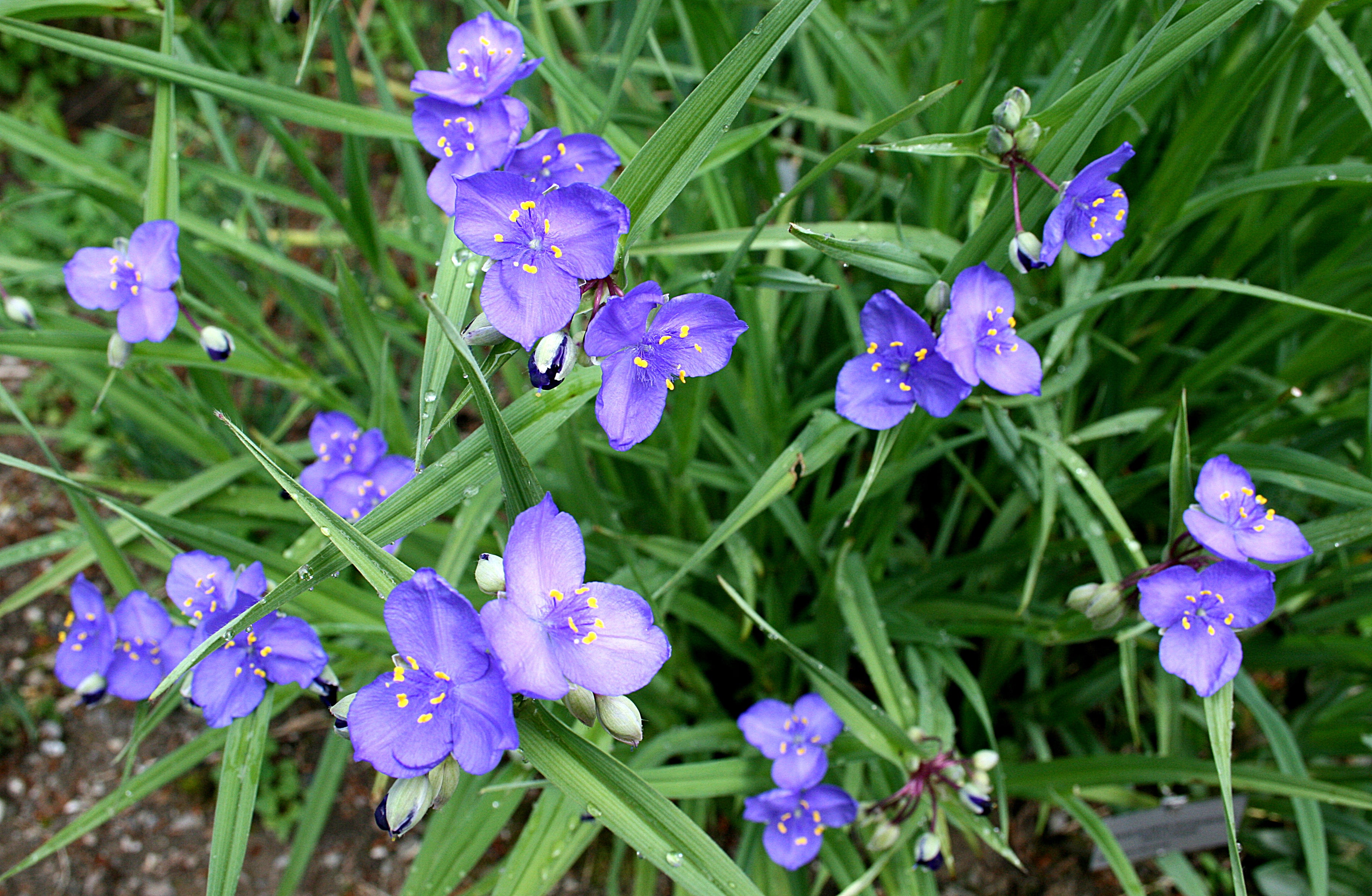 Spiderwort, Prairie (tradescantia occidentalis)