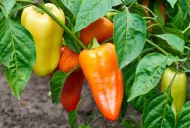Sweet Pepper, Hybrid (Capsicum annuum) at Finding Nectar
