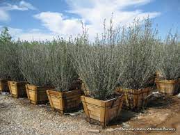 Buy Alderleaf Mountain Mahogany Cercocarpus Montanus