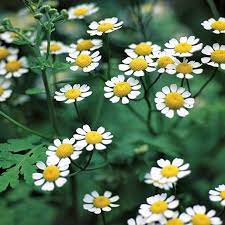Feverfew (Chrysanthemum parthenium) at Finding Nectar