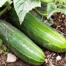 Buy Cucumber, Straight Eight (Cucumis sativus) at Finding Nectar