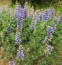 Mountain Lupine (Lupinus Alpestris) at Finding Nectar