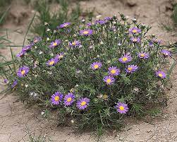 Tansyleaf Tansyaster (Machaeranthera tanacetifolia)