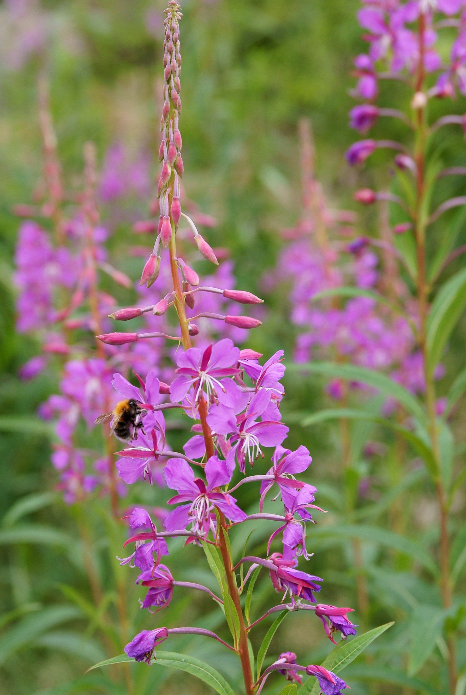 Fireweed (Epilobium Angustififolium) at Finding Nectar